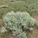 Silver Sagebrush - Artemisia cana - Great Basin Seeds