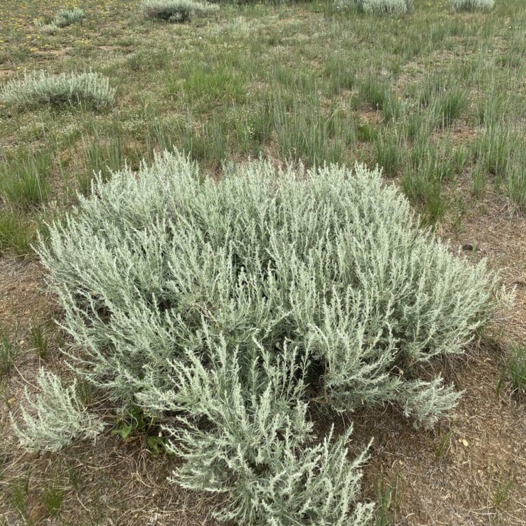 Silver Sagebrush - Artemisia cana - Great Basin Seeds