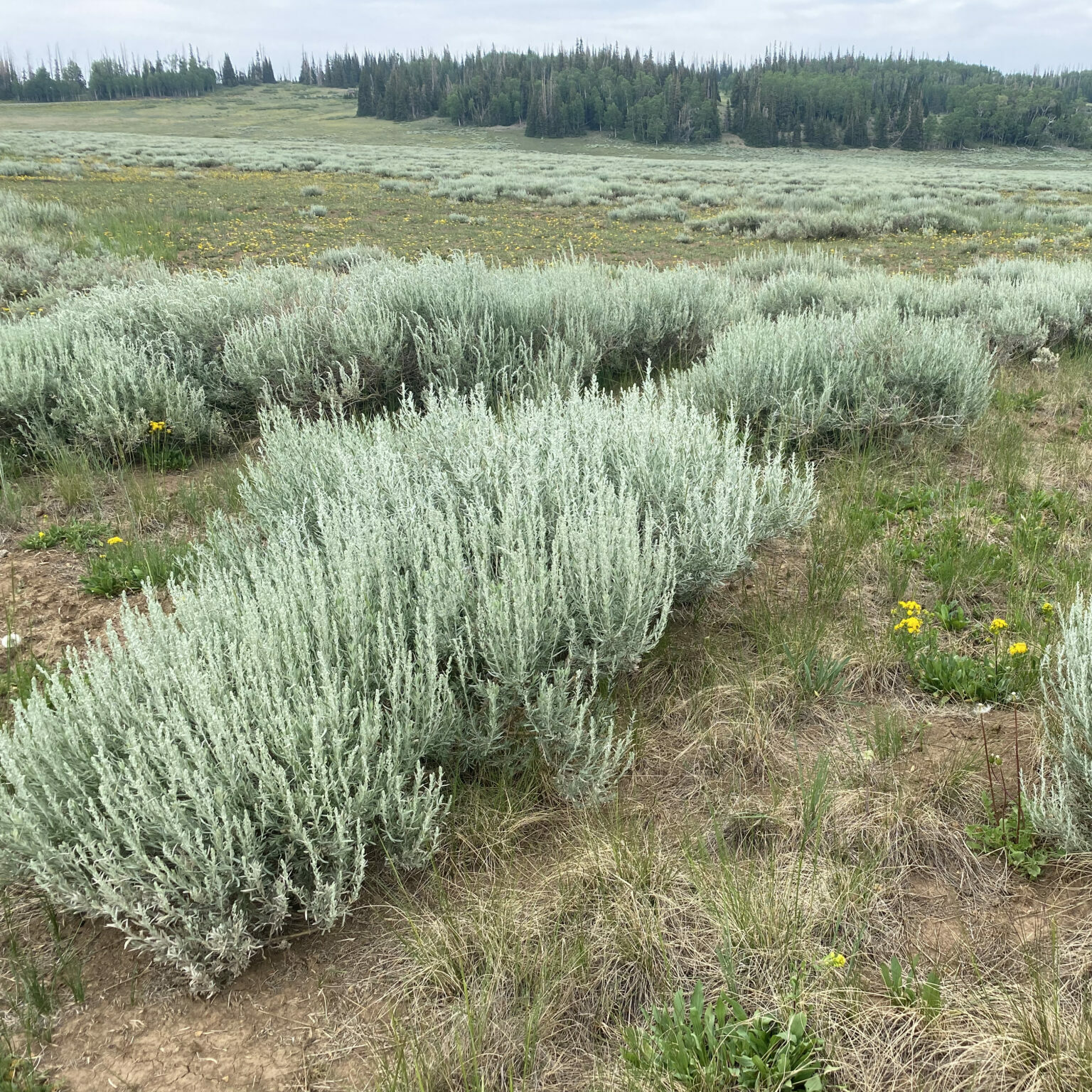 Silver Sagebrush - Artemisia cana - Great Basin Seeds