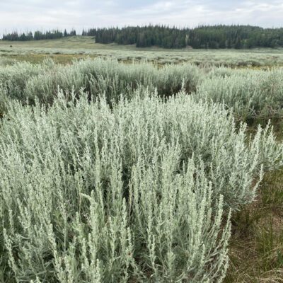 Silver Sagebrush - Artemisia cana - Great Basin Seeds