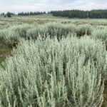 Silver Sagebrush - Artemisia cana - Great Basin Seeds