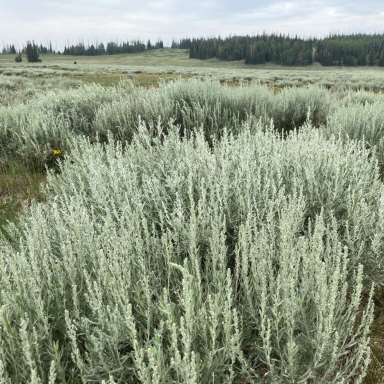 Silver Sagebrush - Artemisia cana - Great Basin Seeds