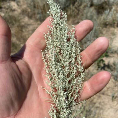 Basin Wildrye - Leymus cinerius - Great Basin Seeds