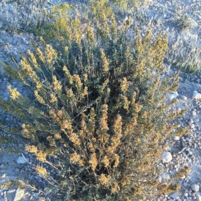 Basin Wildrye - Leymus cinerius - Great Basin Seeds