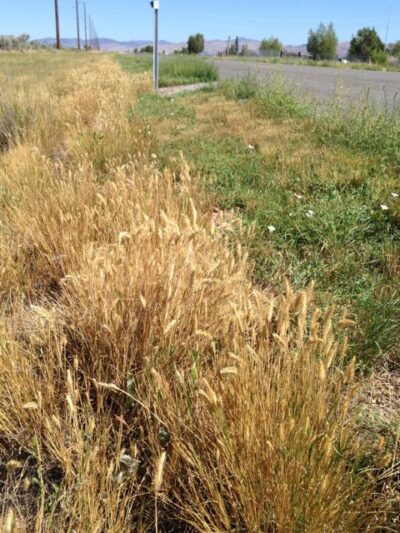 Crested Wheatgrass Seed - Great Basin Seed - Agropyron cristatum