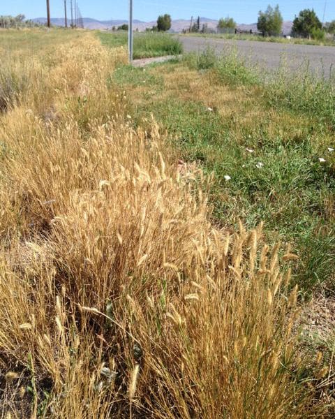 Fairway Crested Wheatgrass - Great Basin Seeds - Agropyron cristatum