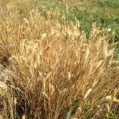 Fairway Crested Wheatgrass - Great Basin Seeds - Agropyron cristatum