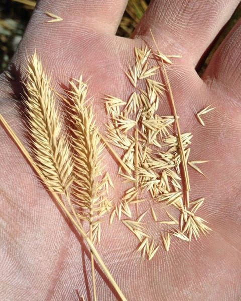 Fairway Crested Wheatgrass - Great Basin Seeds - Agropyron cristatum