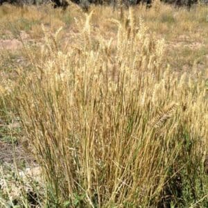 Fairway Crested Wheatgrass - Great Basin Seeds - Agropyron cristatum