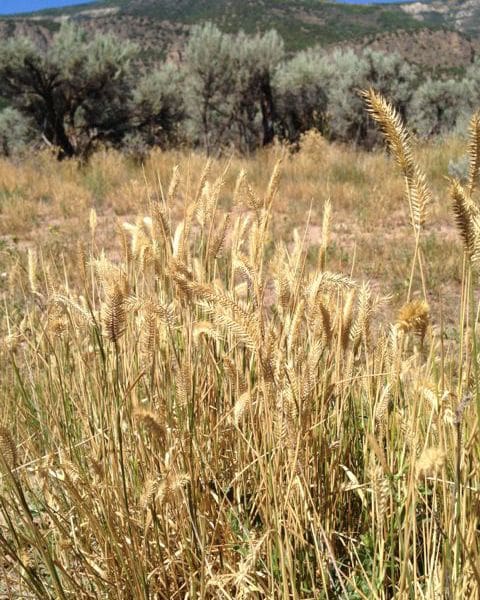 Crested Wheatgrass - Agropyron cristatum - Great Basin Seed