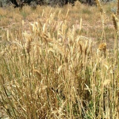 Fairway Crested Wheatgrass - Great Basin Seeds - Agropyron cristatum