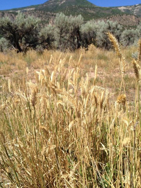 Crested Wheatgrass Seed - Great Basin Seed - Agropyron cristatum