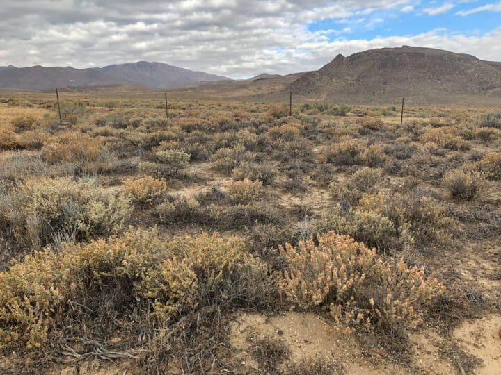 Shadscale Saltbrush - Great Basin Seeds - Atriplex confertifolia