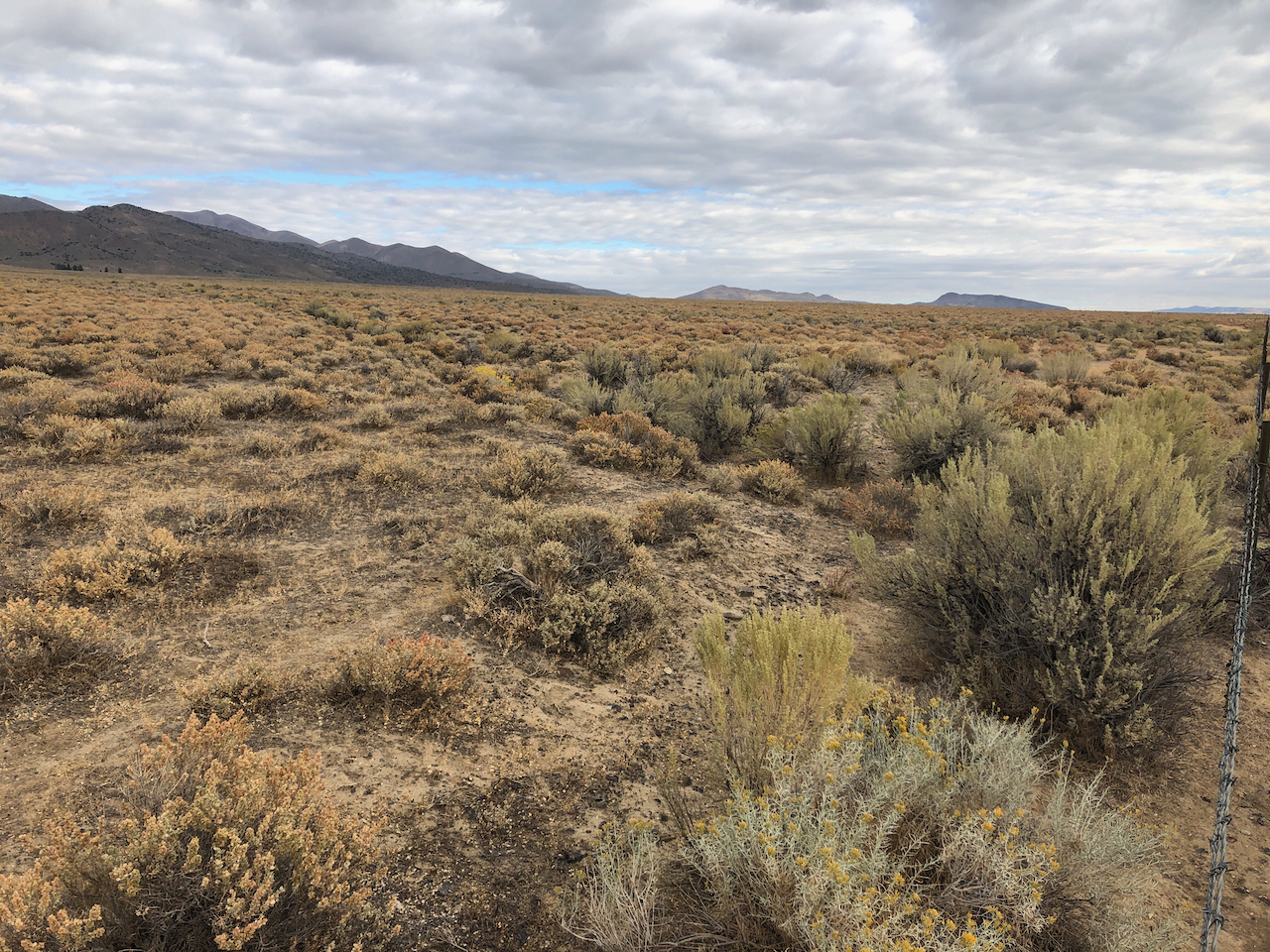 Shadscale Saltbrush - Great Basin Seeds - Atriplex confertifolia