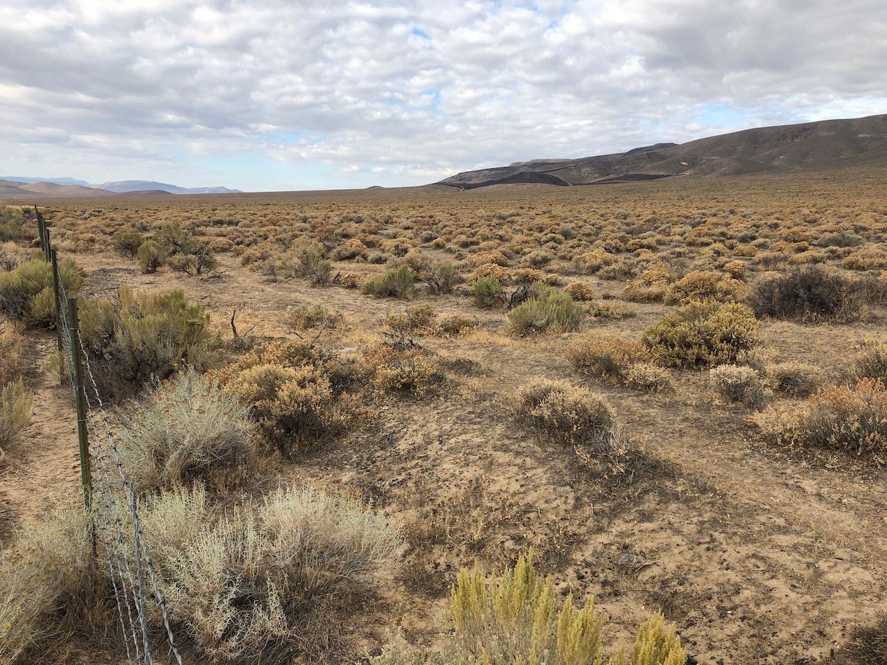 Shadscale Saltbrush - Great Basin Seeds - Atriplex confertifolia