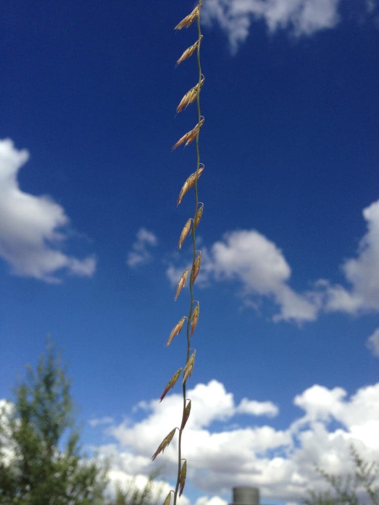 Sideoats Grama - Bouteloua curtipendula - Great Basin Seeds