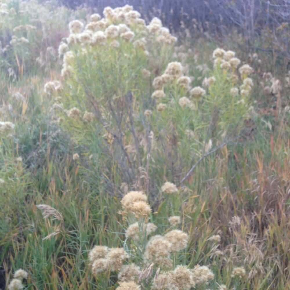 Rubber Rabbitbrush - Ericameria nauseousa - Great Basin Seeds