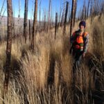 Slender Wheatgrass - Great Basin Seeds - Range and Dryland Grasses