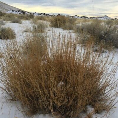 Immigrant Forage Kochia - Bassia prostrata - Great Basin Seeds
