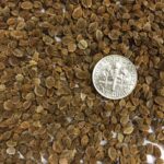 Small Burnet - Sanguisorba minor - Great Basin Seeds