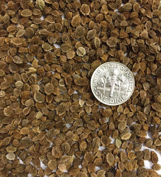 Small Burnet - Sanguisorba minor - Great Basin Seeds