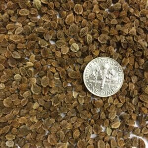 Small Burnet - Sanguisorba minor - Great Basin Seeds