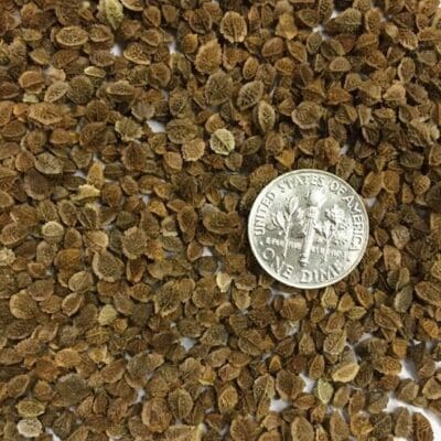 Small Burnet - Sanguisorba minor - Great Basin Seeds