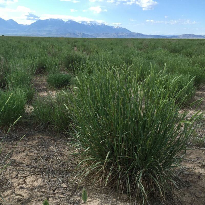 Hycrest Crested Wheatgrass - Great Basin Seed - Drought tolerant