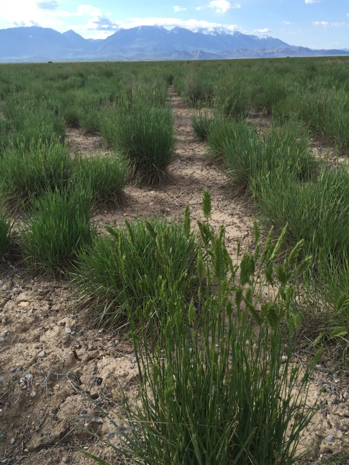 Hycrest Crested Wheatgrass - Great Basin Seed - Drought tolerant