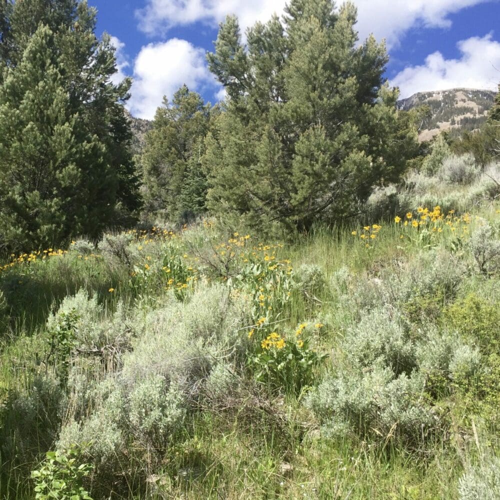 Arrowleaf Balsamroot -Balsamorhiza sagittata -Great Basin Seeds