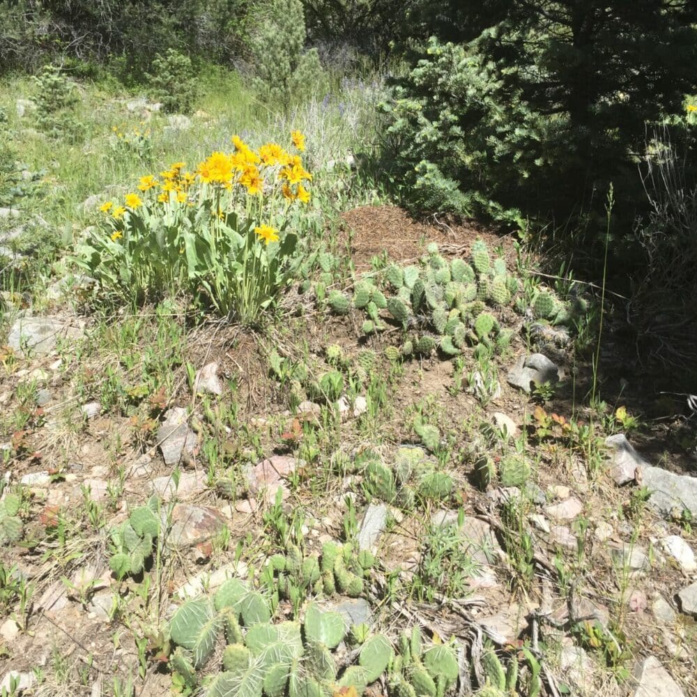 Arrowleaf Balsamroot -Balsamorhiza sagittata -Great Basin Seeds