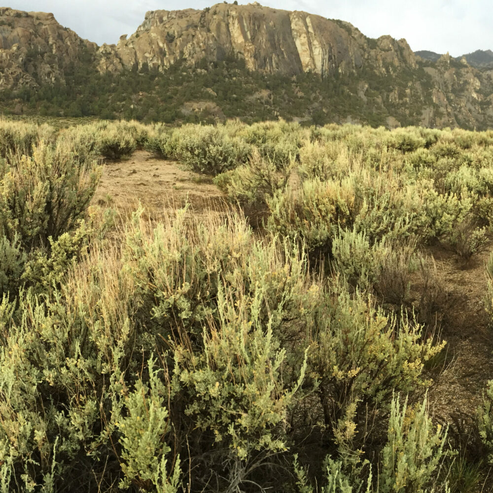Wyoming Big Sagebrush - Artemesia tridentata wyomingensis