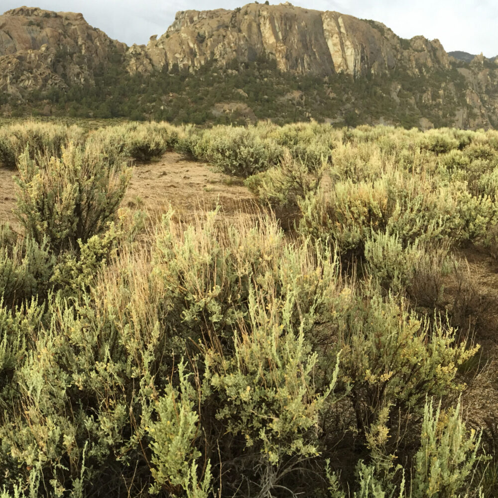 Wyoming Big Sagebrush (Artemesia tridentata wyomingensis) Great Basin