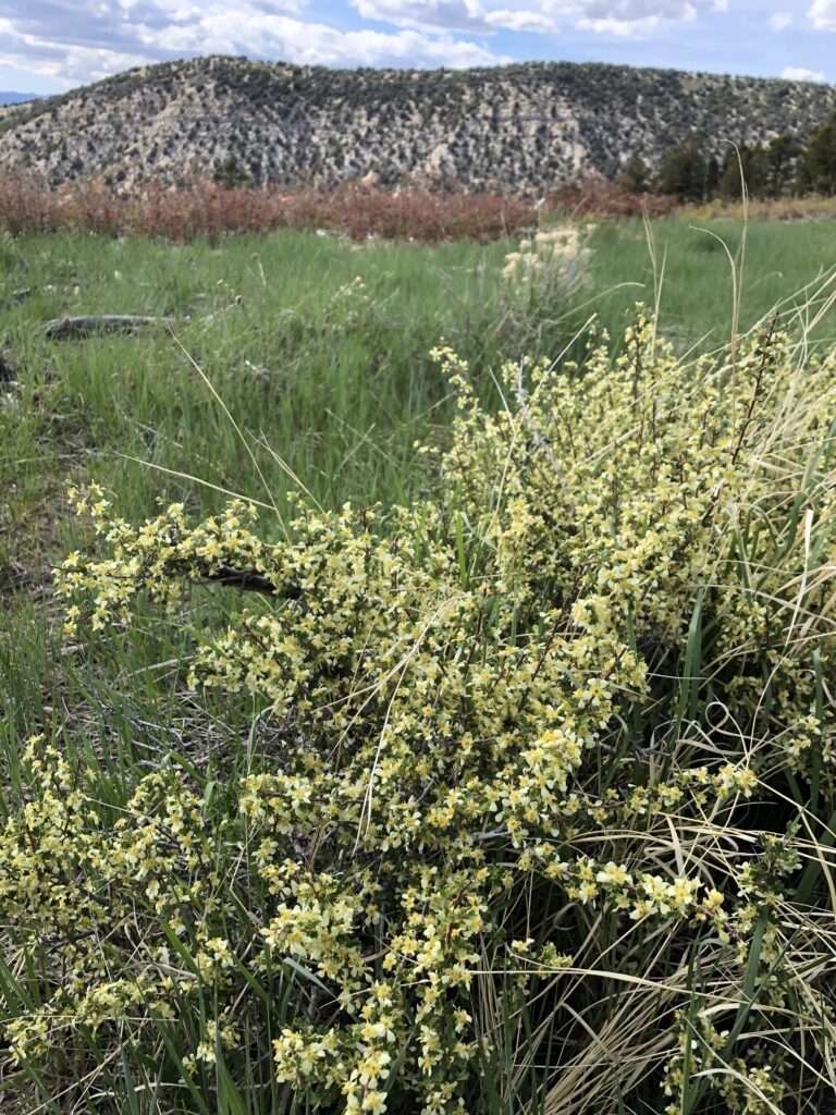 Antelope Bitterbrush - Purshia tridentata - Great Basin Seeds