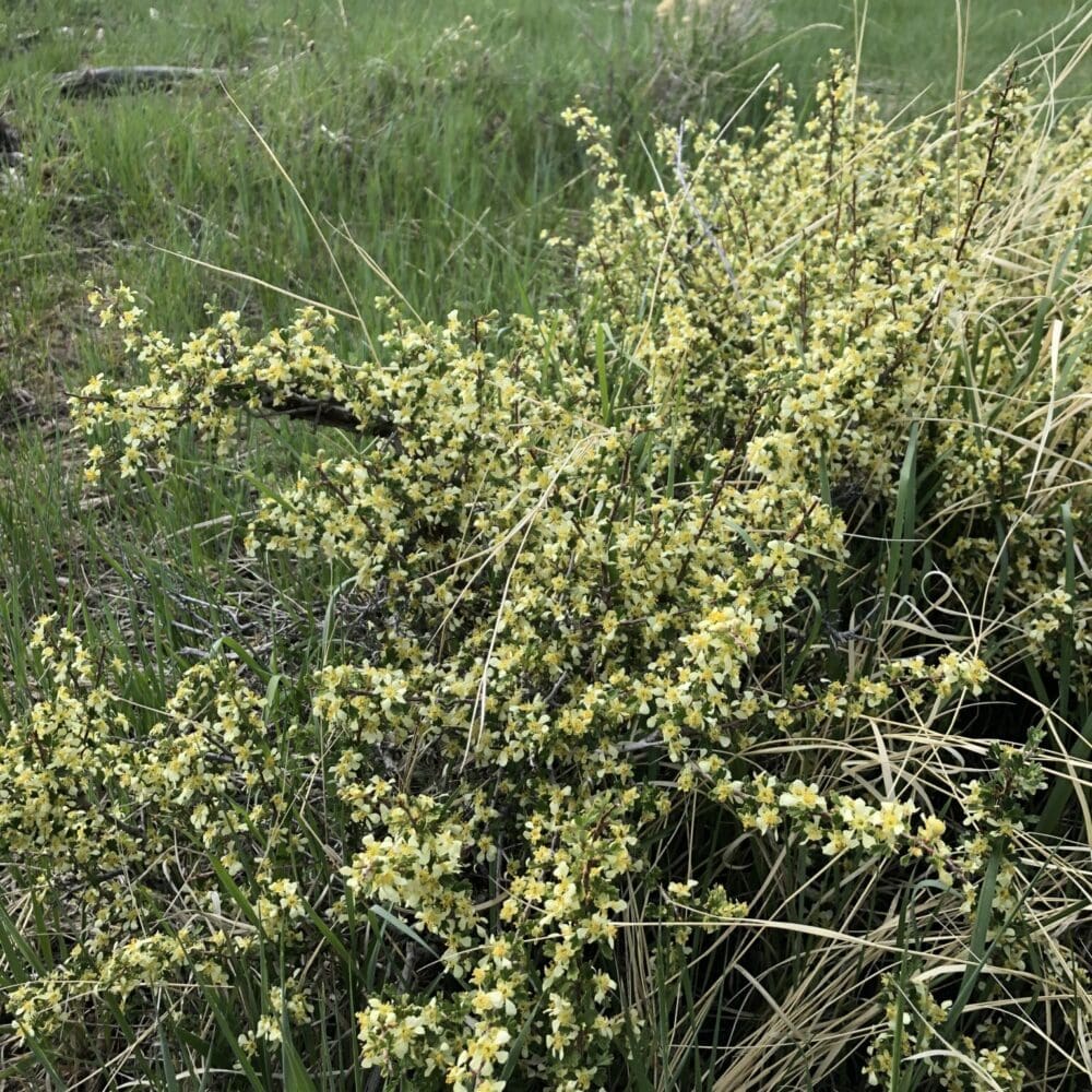 Antelope Bitterbrush - Purshia tridentata - Great Basin Seeds