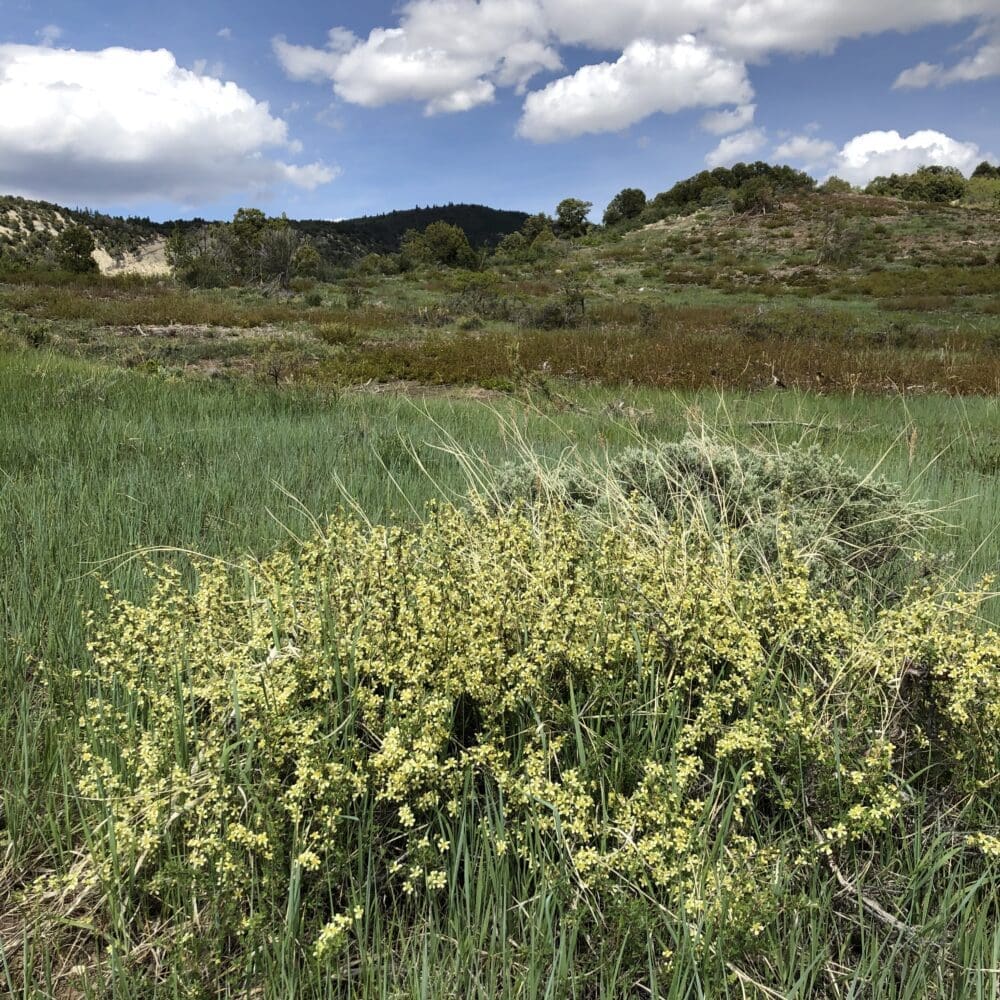 Antelope Bitterbrush - Purshia tridentata - Great Basin Seeds