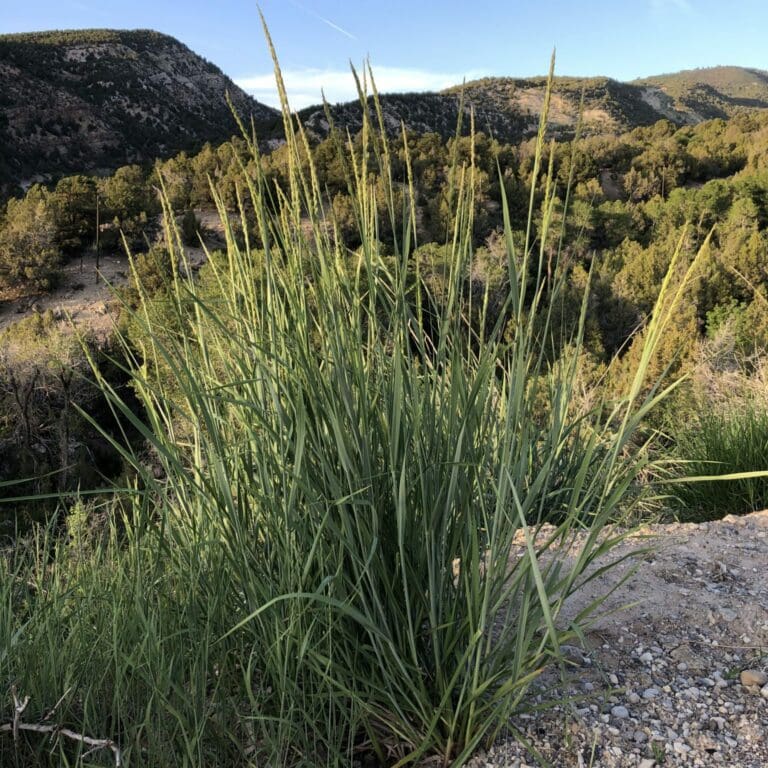 Basin Wildrye - Leymus cinerius - Great Basin Seeds