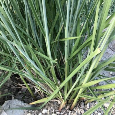 Basin Wildrye - Leymus cinerius - Great Basin Seeds