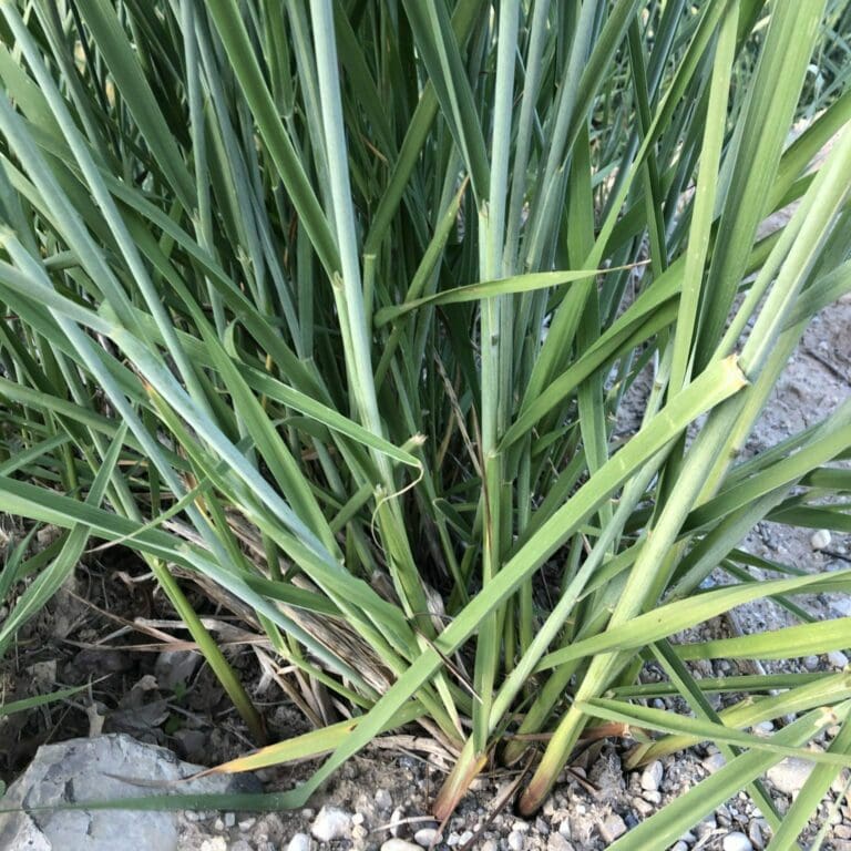 Basin Wildrye - Leymus cinerius - Great Basin Seeds