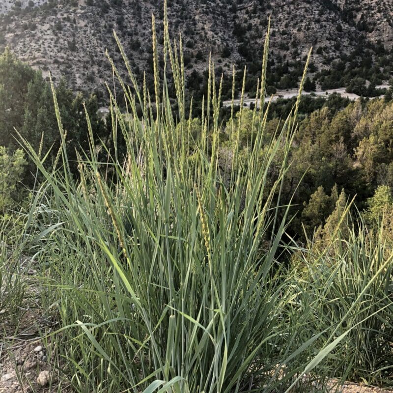 Basin Wildrye - Leymus cinerius - Great Basin Seeds