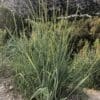 Basin Wildrye - Leymus cinerius - Great Basin Seeds