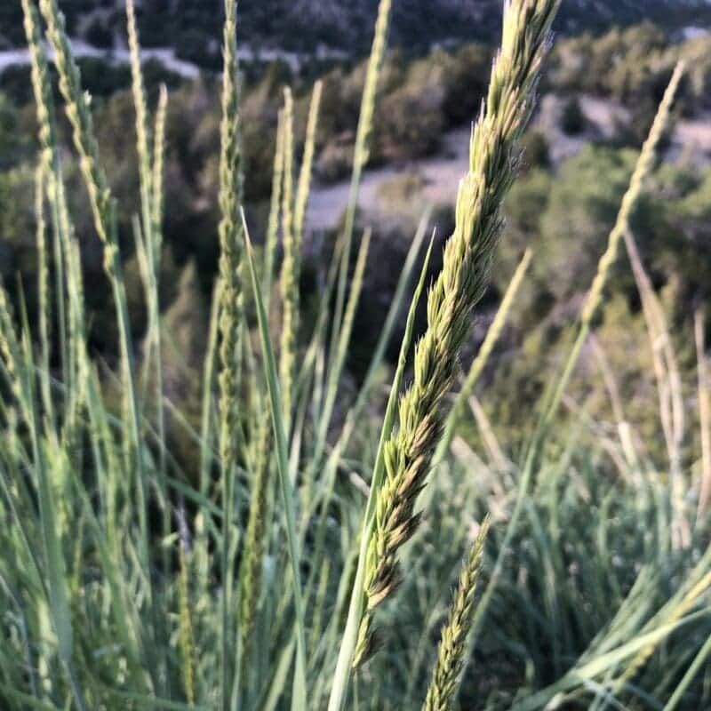 Basin Wildrye - Leymus cinerius - Great Basin Seeds