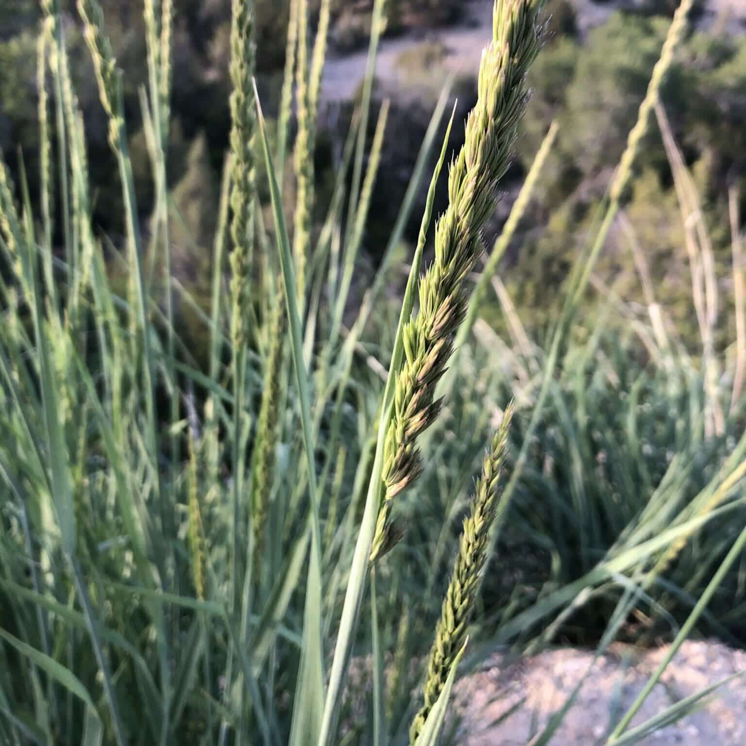 Basin Wildrye - Leymus cinerius - Great Basin Seeds