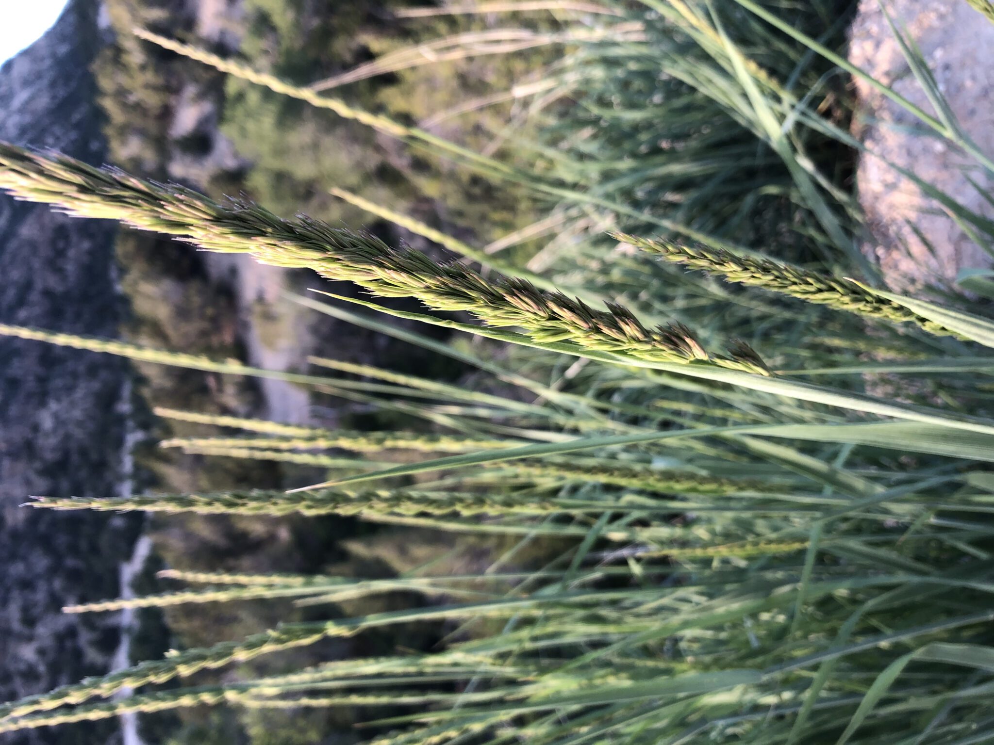 Basin Wildrye - Leymus cinerius - Great Basin Seeds