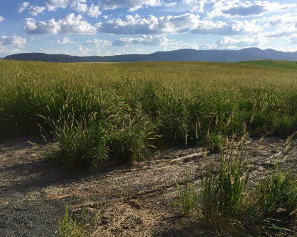 Basin Wildrye - Leymus cinerius - Great Basin Seeds