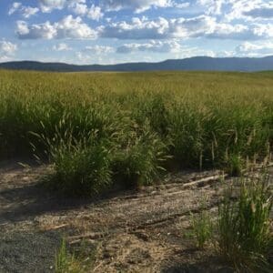 Basin Wildrye - Leymus cinerius - Great Basin Seeds