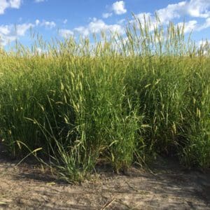 Basin Wildrye - Leymus cinerius - Great Basin Seeds
