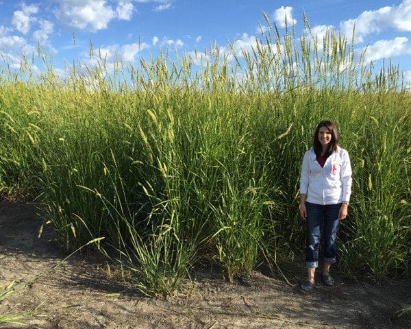 Basin Wildrye - Leymus cinerius - Great Basin Seeds