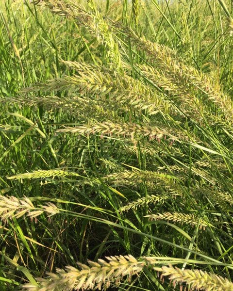 Basin Wildrye - Leymus cinerius - Great Basin Seeds