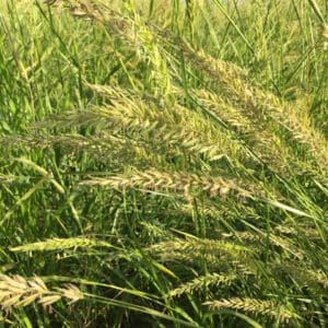 Basin Wildrye - Leymus cinerius - Great Basin Seeds